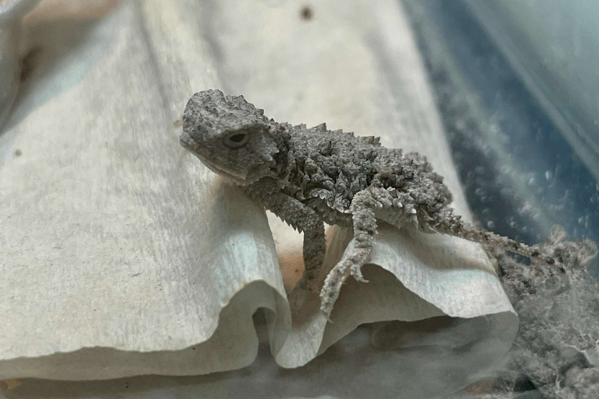 Texas zoo oversees hatching of 27 rare horned lizards