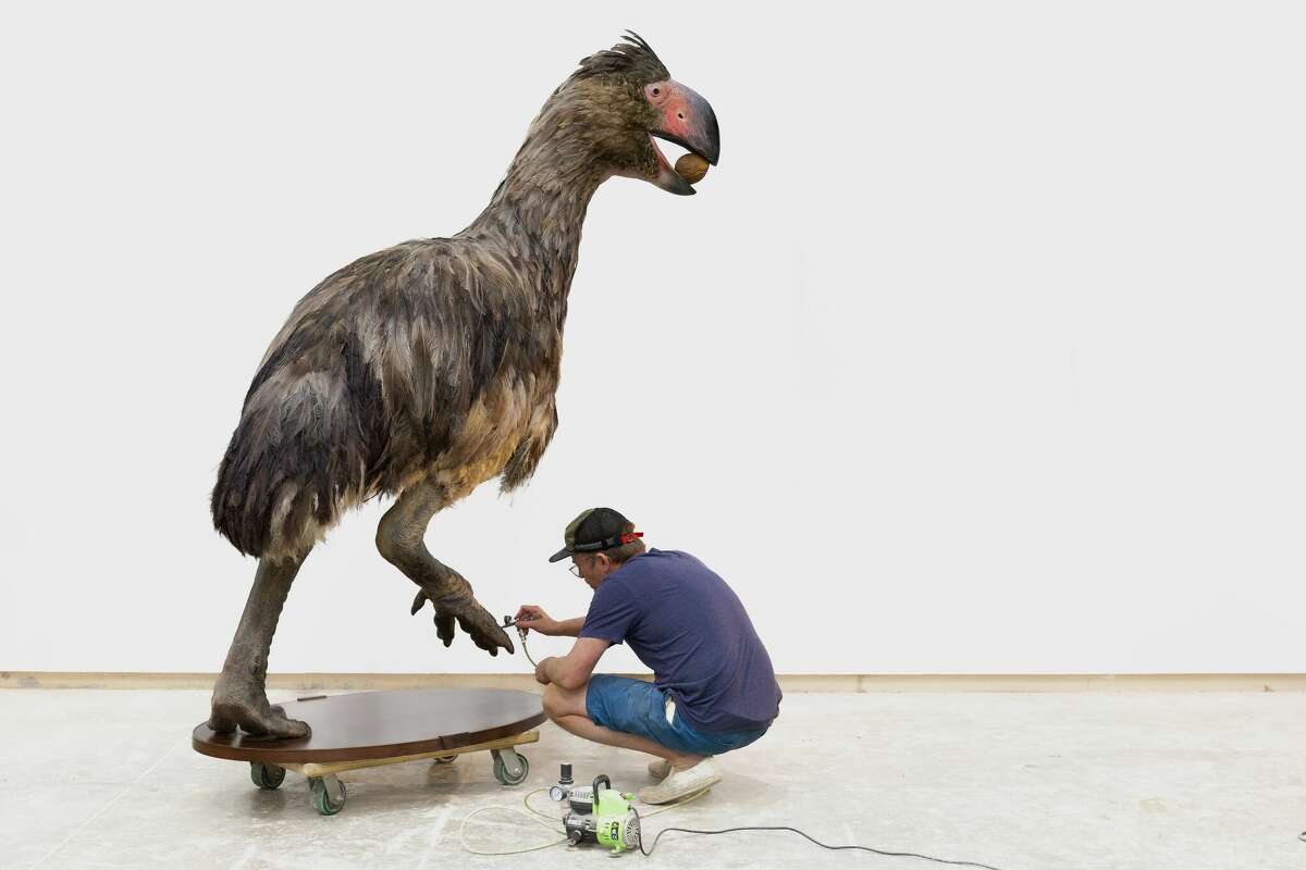 Extinct big bird to greet visitors when Yale Peabody Museum reopens