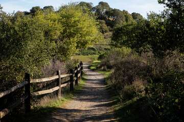 Bay Area tick and Lyme disease risk: Did rainy winter make it worse?