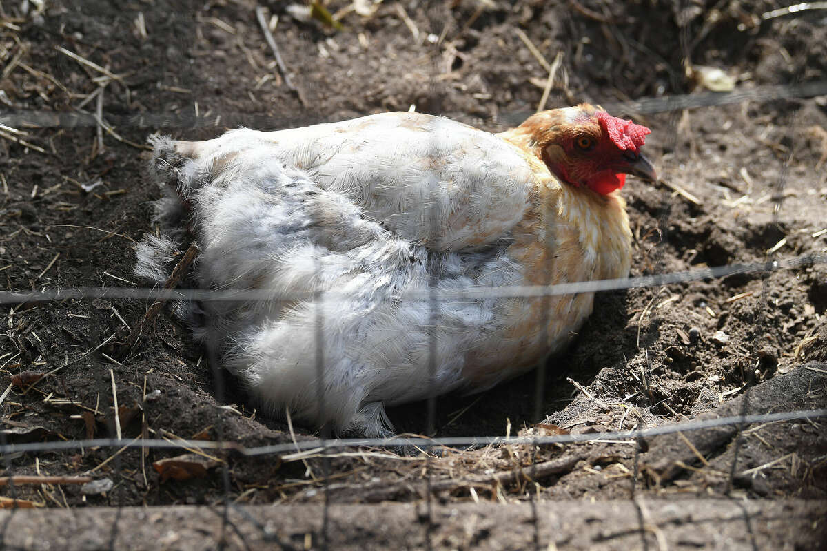 Beaumont organic garden finds ways to beat the heat