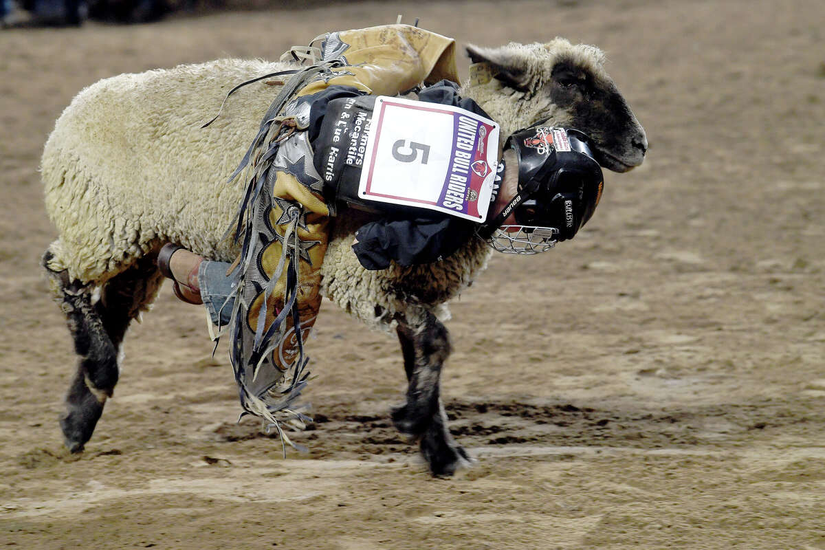 Professional bull riding offers rodeo thrills in Beaumont