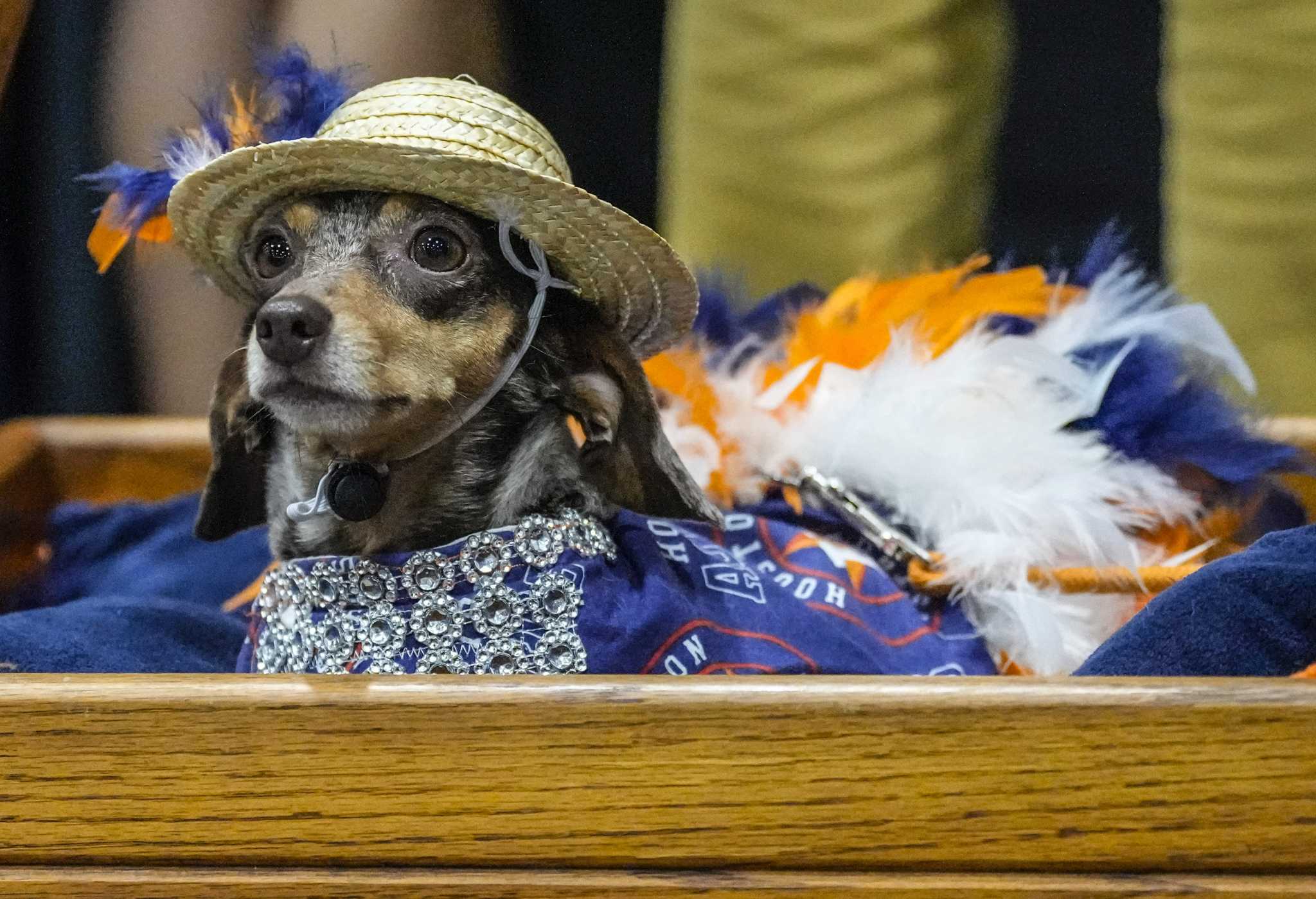 Houston World Series of Dog Shows attracts thousands to NRG Stadium