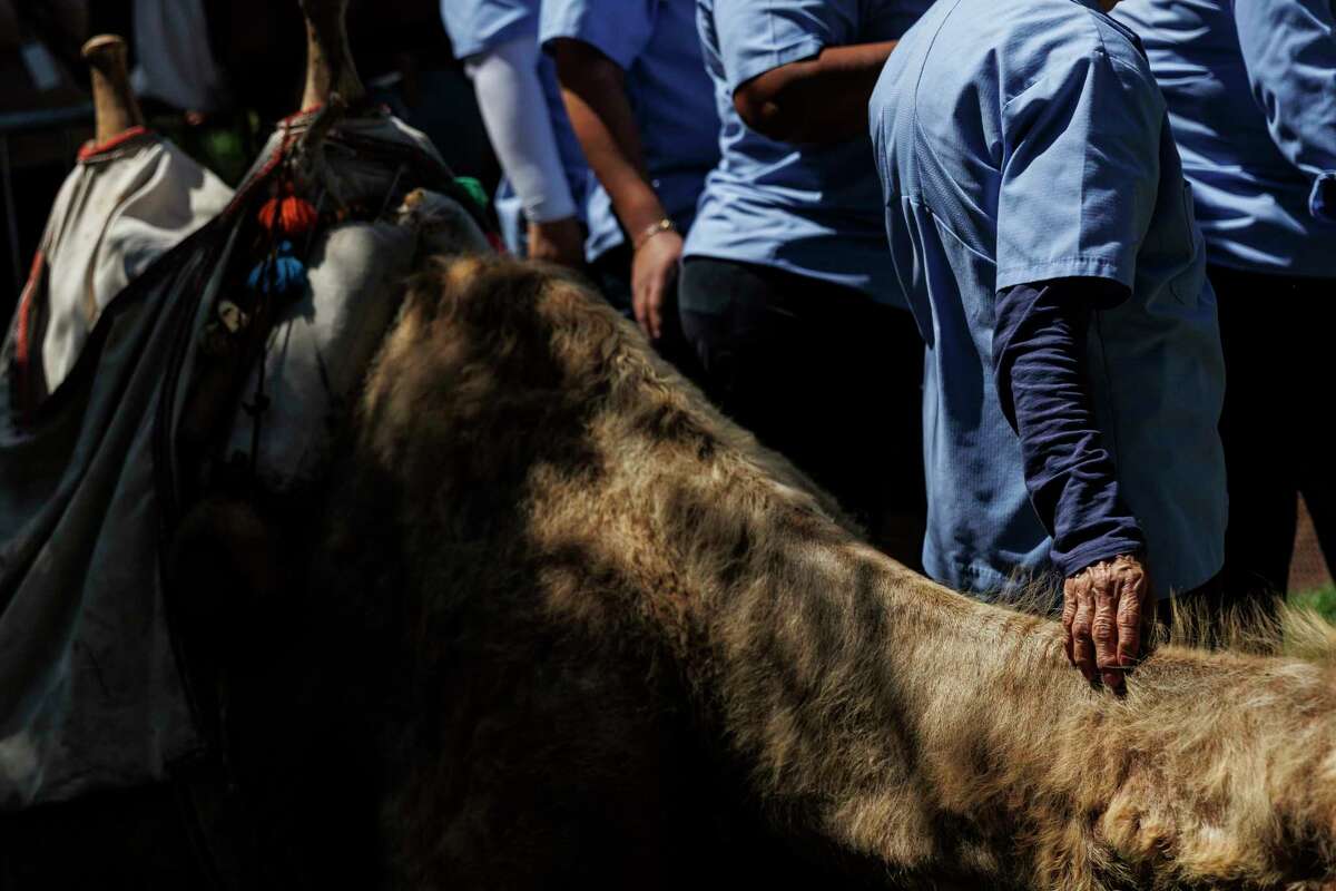 Camels at the Alamo: Check out their ties to Texas history