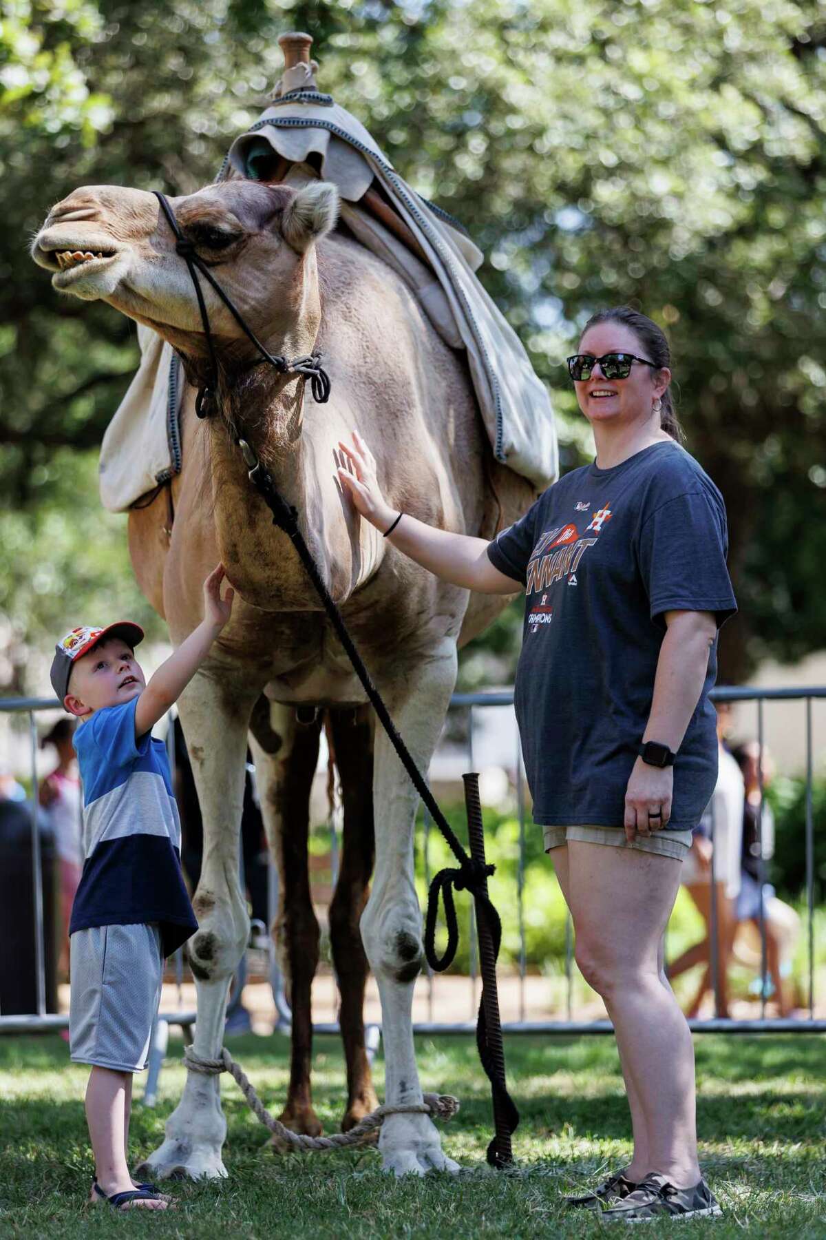 Camels at the Alamo: Check out their ties to Texas history