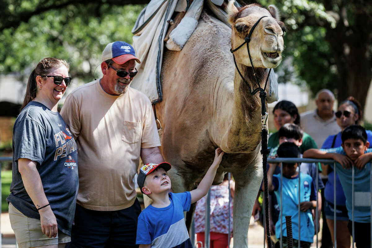 Camels at the Alamo: Check out their ties to Texas history
