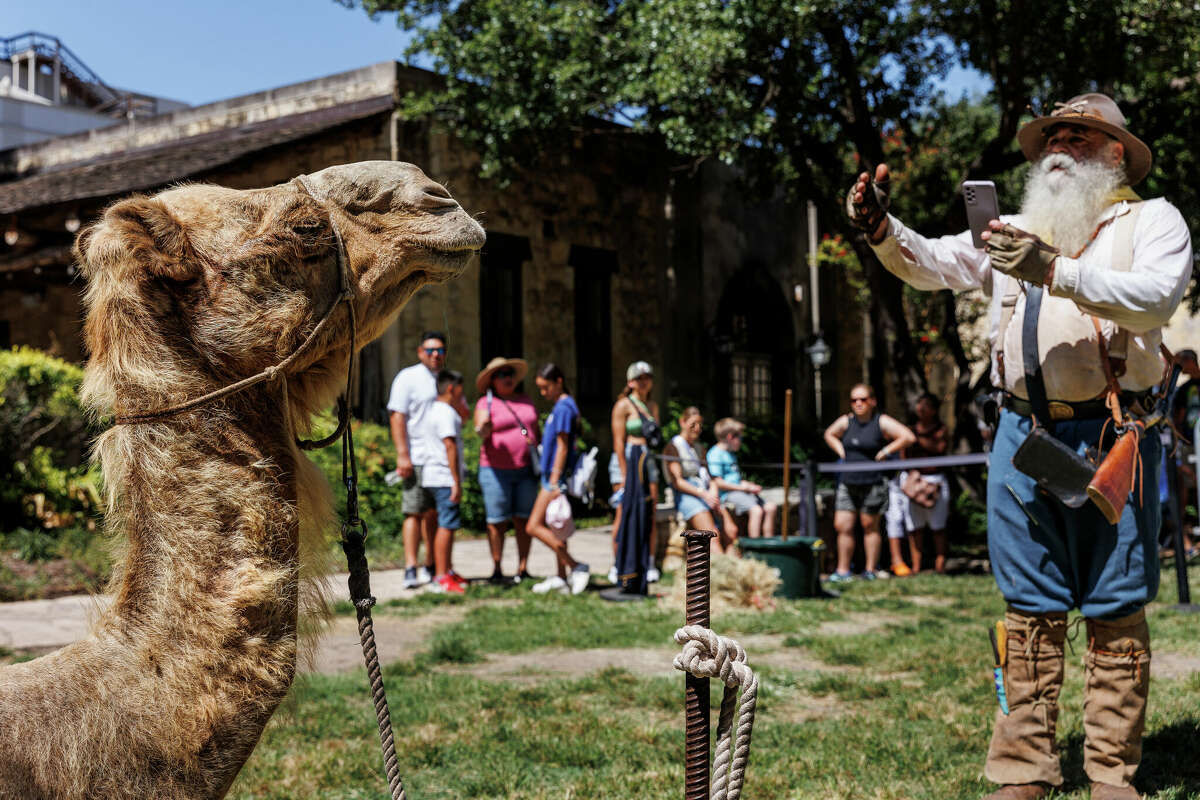 Camels at the Alamo: Check out their ties to Texas history