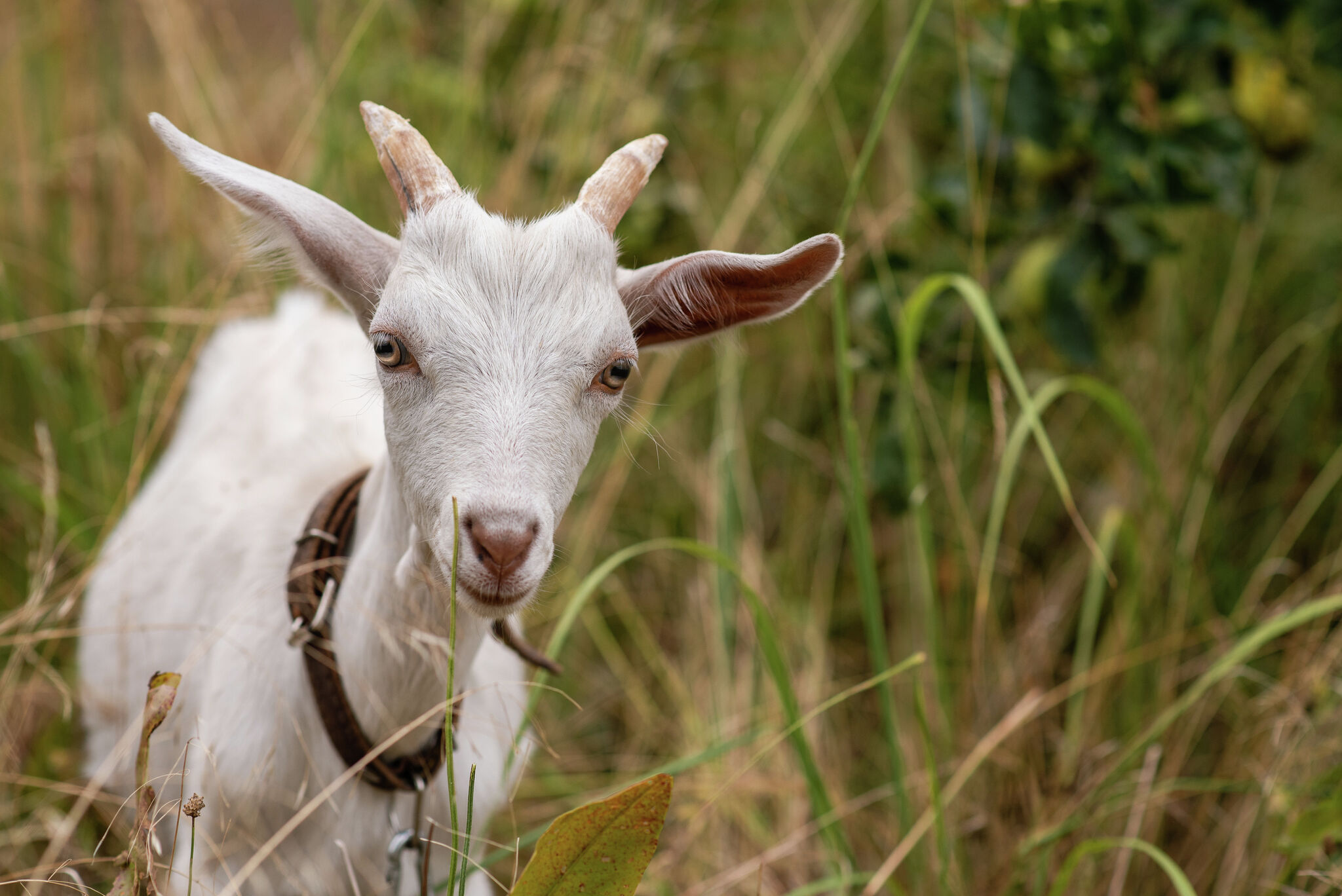 Search for missing Texas rodeo goat unites a rural community