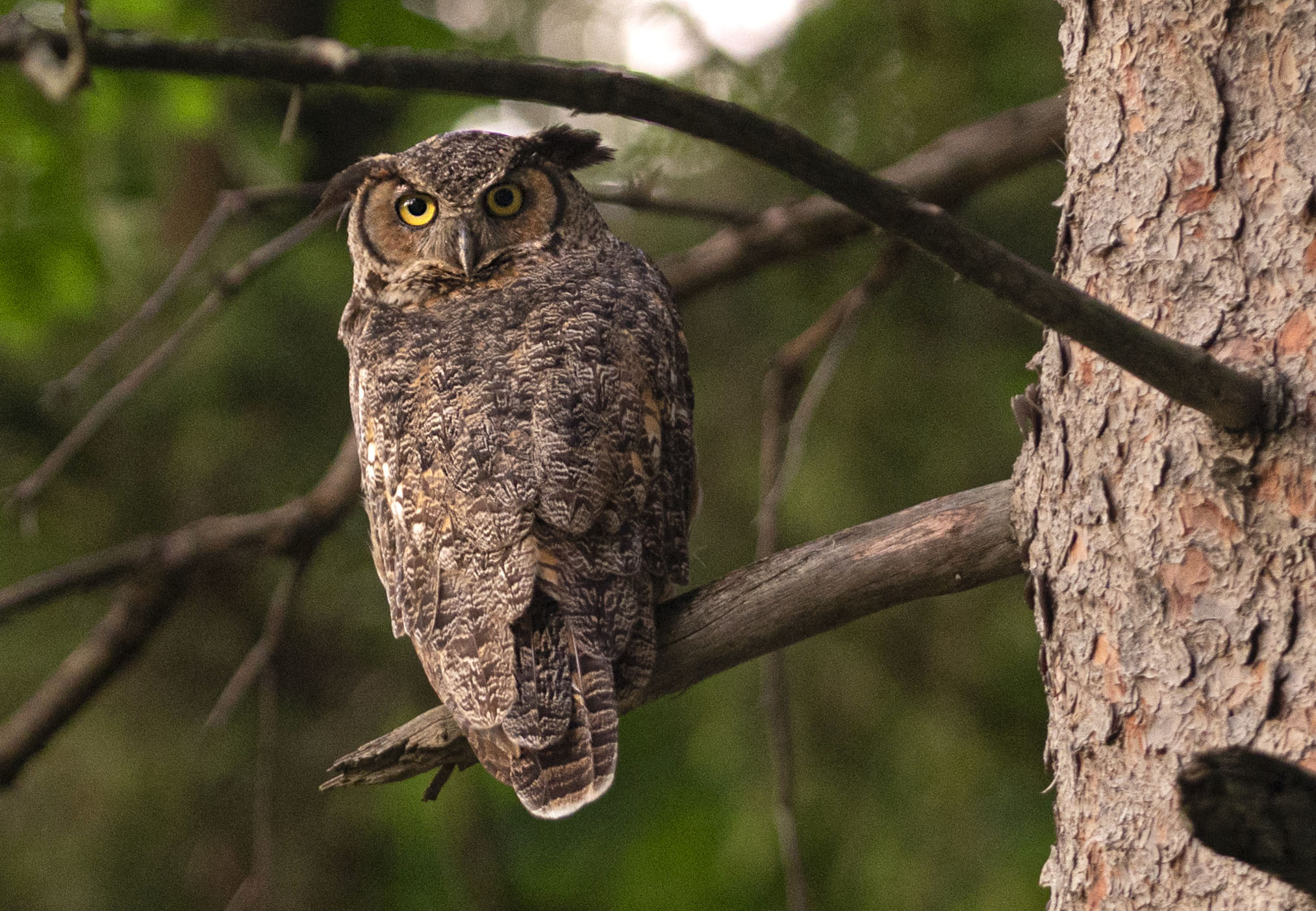 King scores 23 as Sam Houston takes down Kennesaw State 93-87