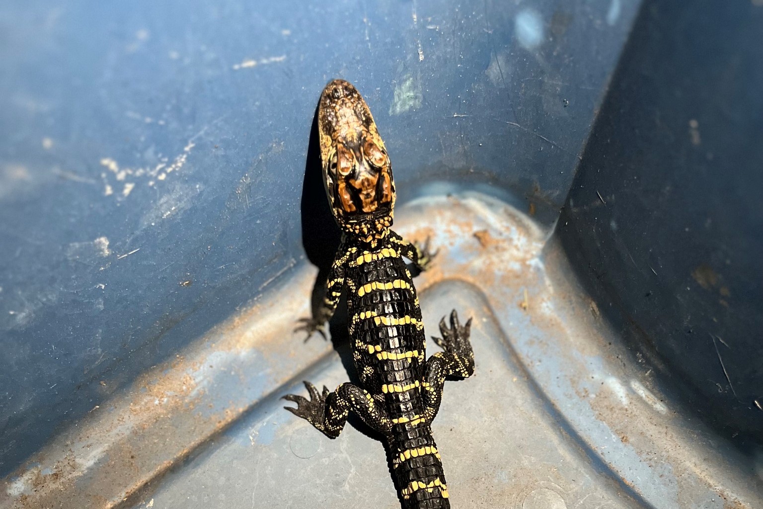 Baby American Alligator Tank