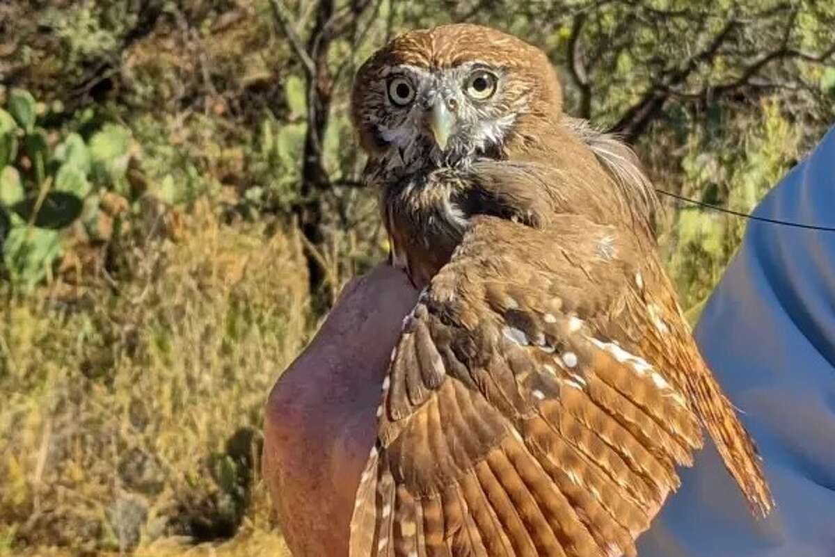 South Texas native species pygmy owl newly listed as threatened