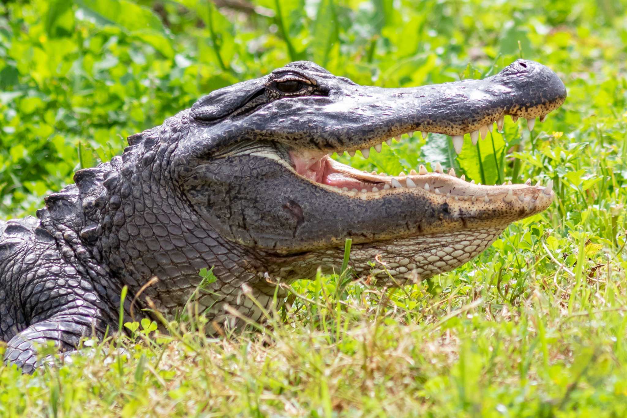 Houston elementary school visited by alligator, animal safely removed