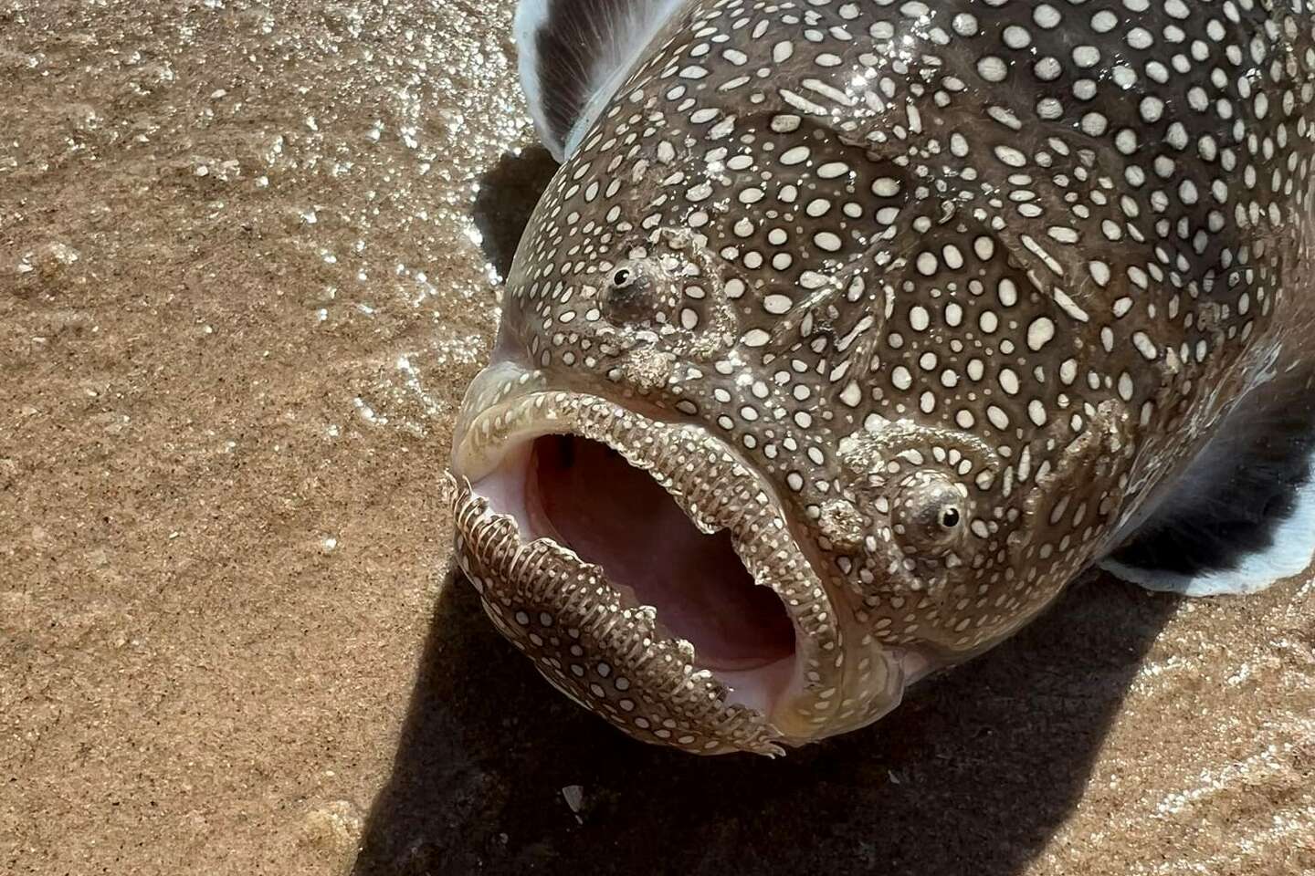 Texas woman reels in fish with face only a mother could love