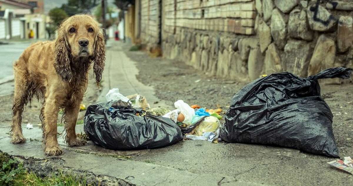 'Vicious' stray cats and dogs concern Alton council members