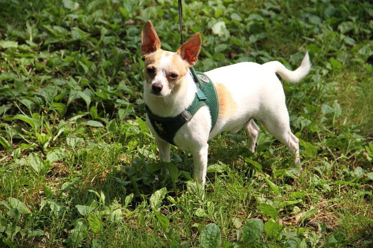 Best friends furever: Most popular dog names, breeds in Midland County