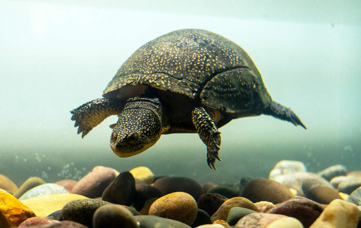 Wayward turtle makes journey from Colorado to Michigan
