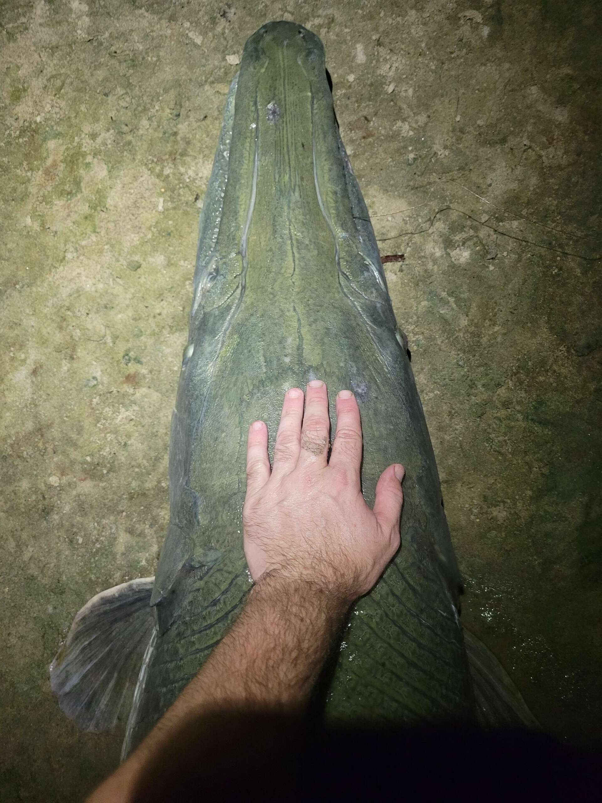 Houston angler catches massive, 250-pound alligator gar in local bayou