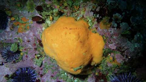 'Alien life on Earth': New underwater species found in California