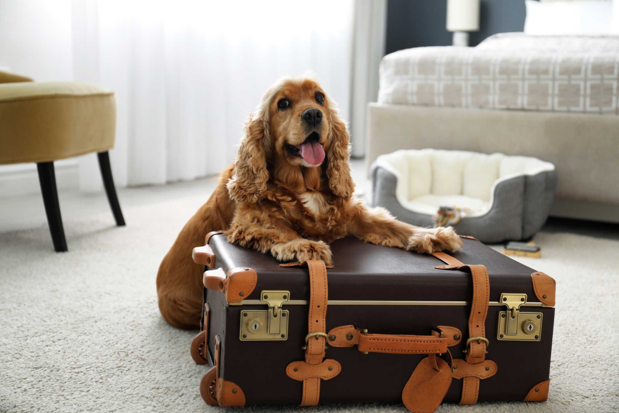 6 Dog-Friendly Vacation Ideas for Your Next Getaway