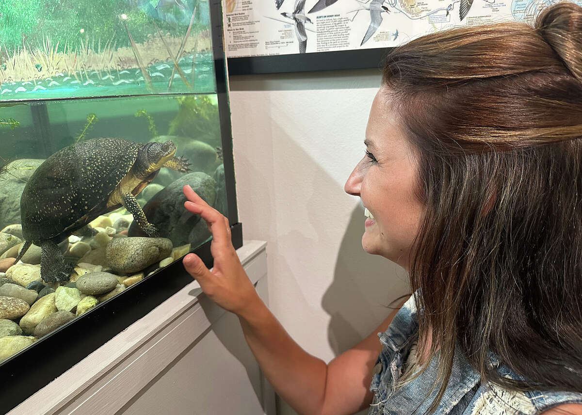 Wayward turtle makes journey from Colorado to Michigan