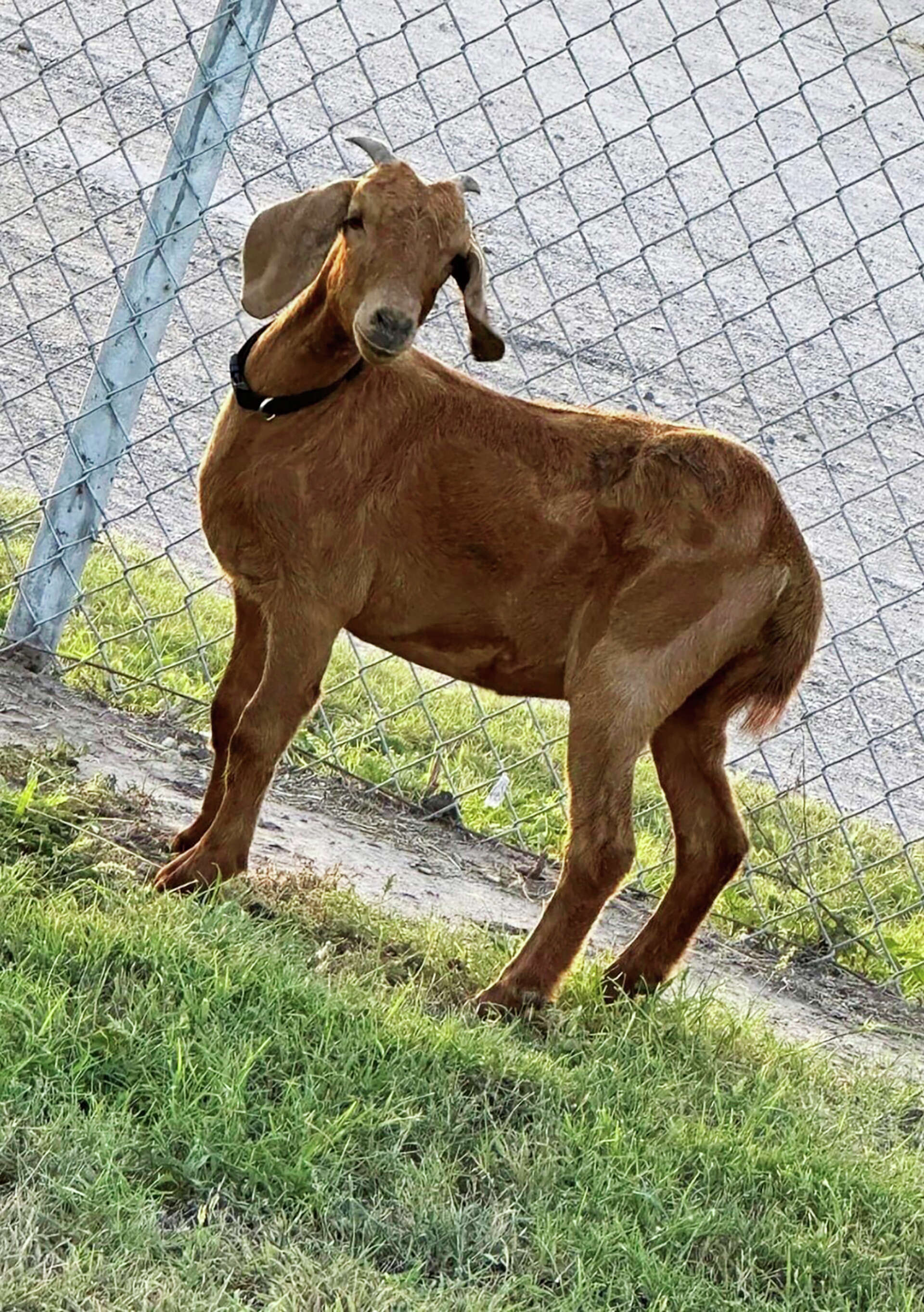 Missing Gulf Coast rodeo goat spotted, unites South Texas community