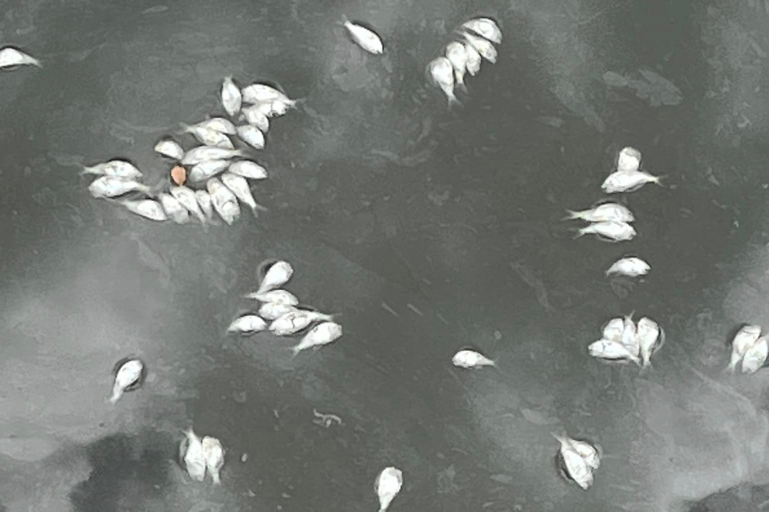 Officials confirm cause of massive fish kill near Houston