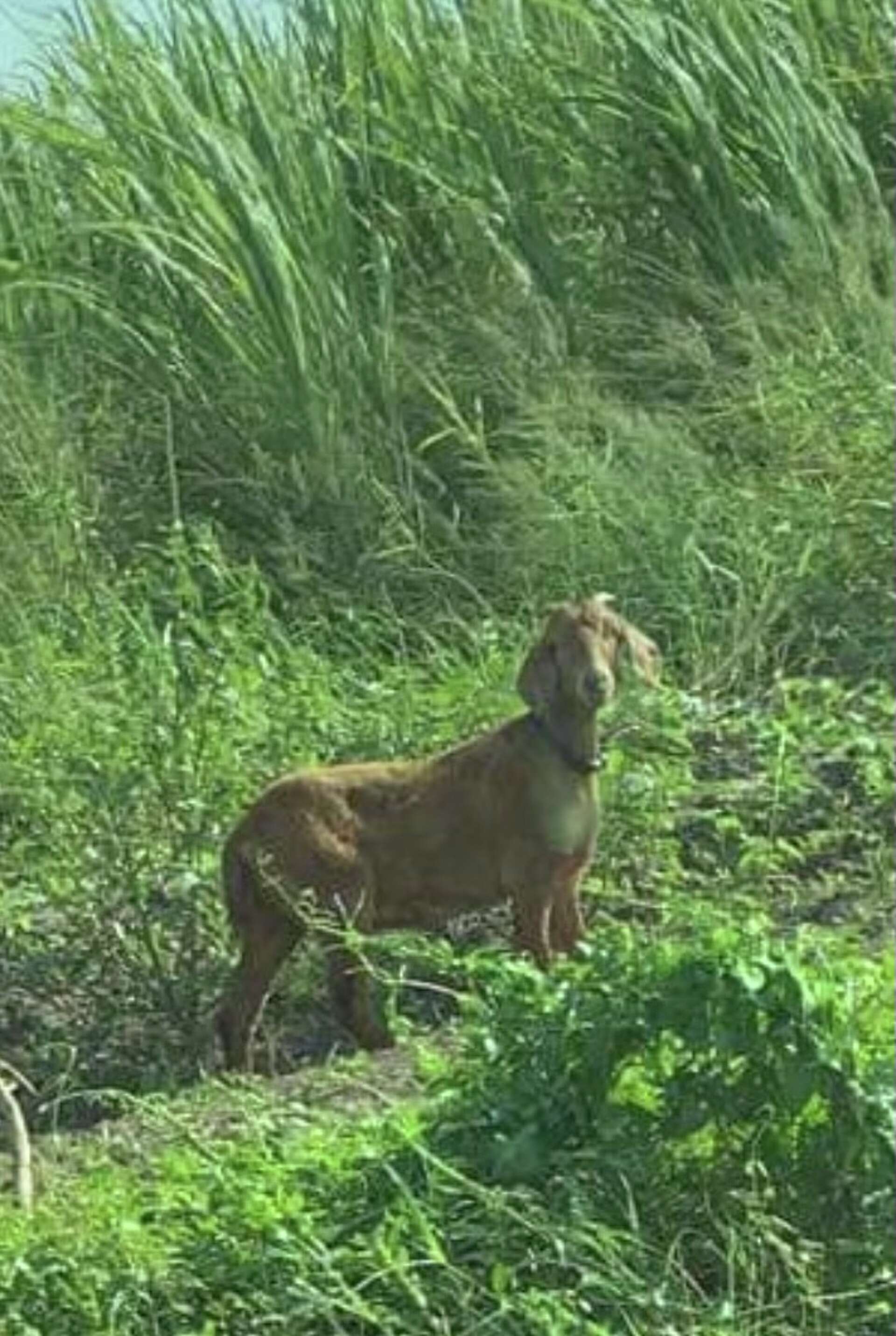 Missing Gulf Coast rodeo goat spotted, unites South Texas community