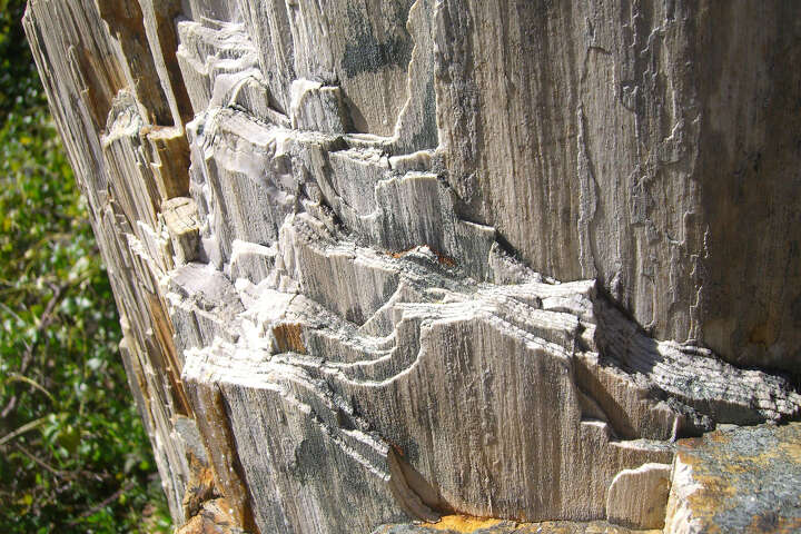 Bay Area's Petrified Forest going up for sale