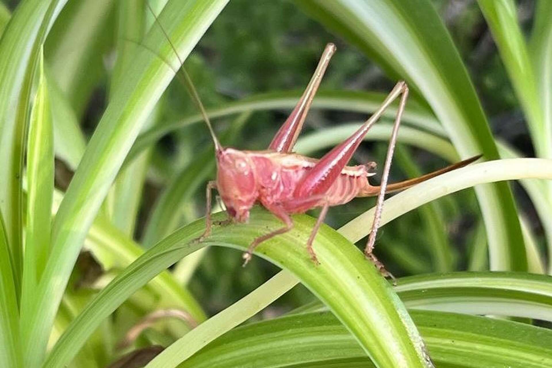 Texas man finds stunning and rare pink katydid in front yard