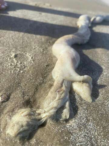 Weird 'alien' cord washes ashore the Bolivar Peninsula