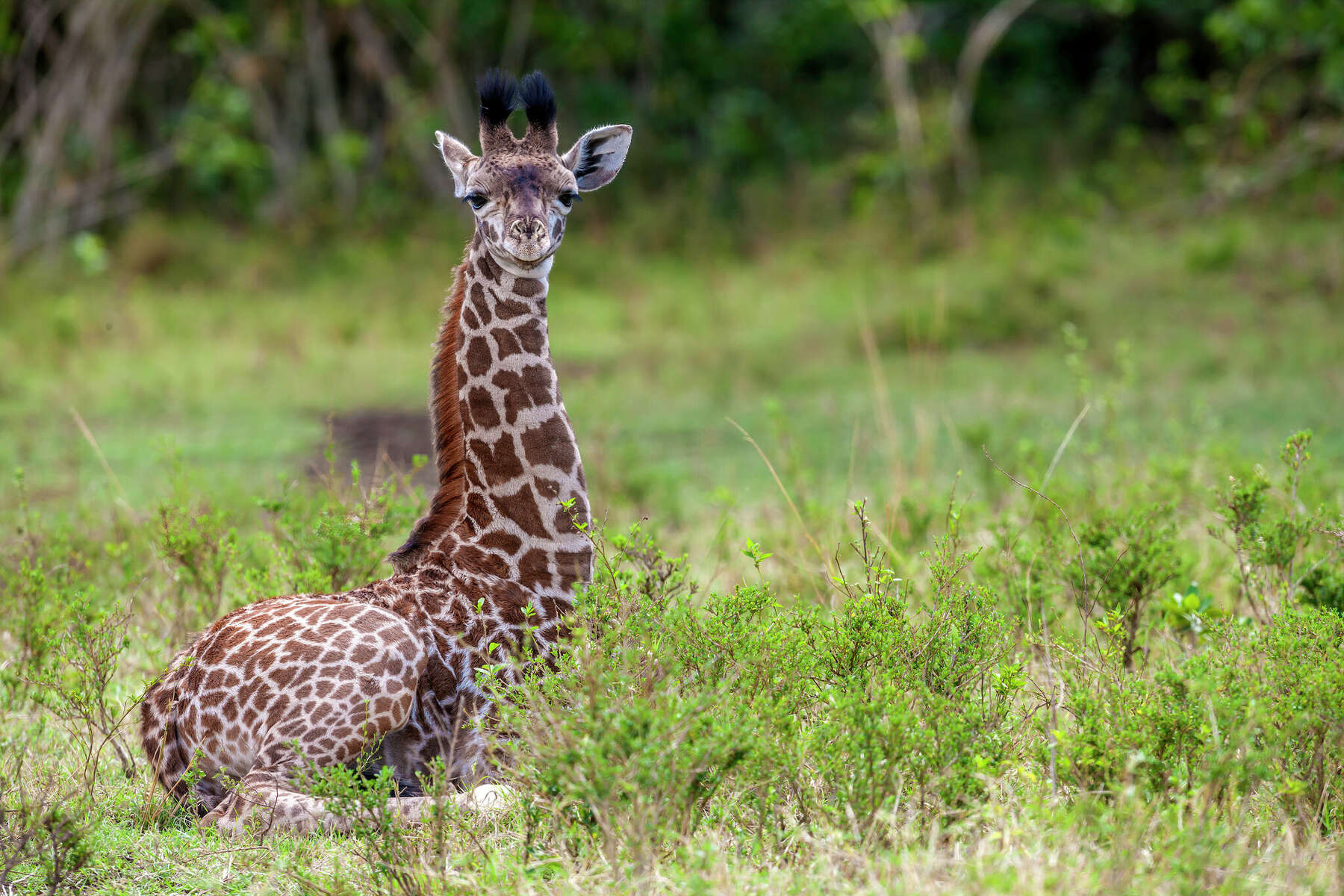 Baby Giraffe Eating