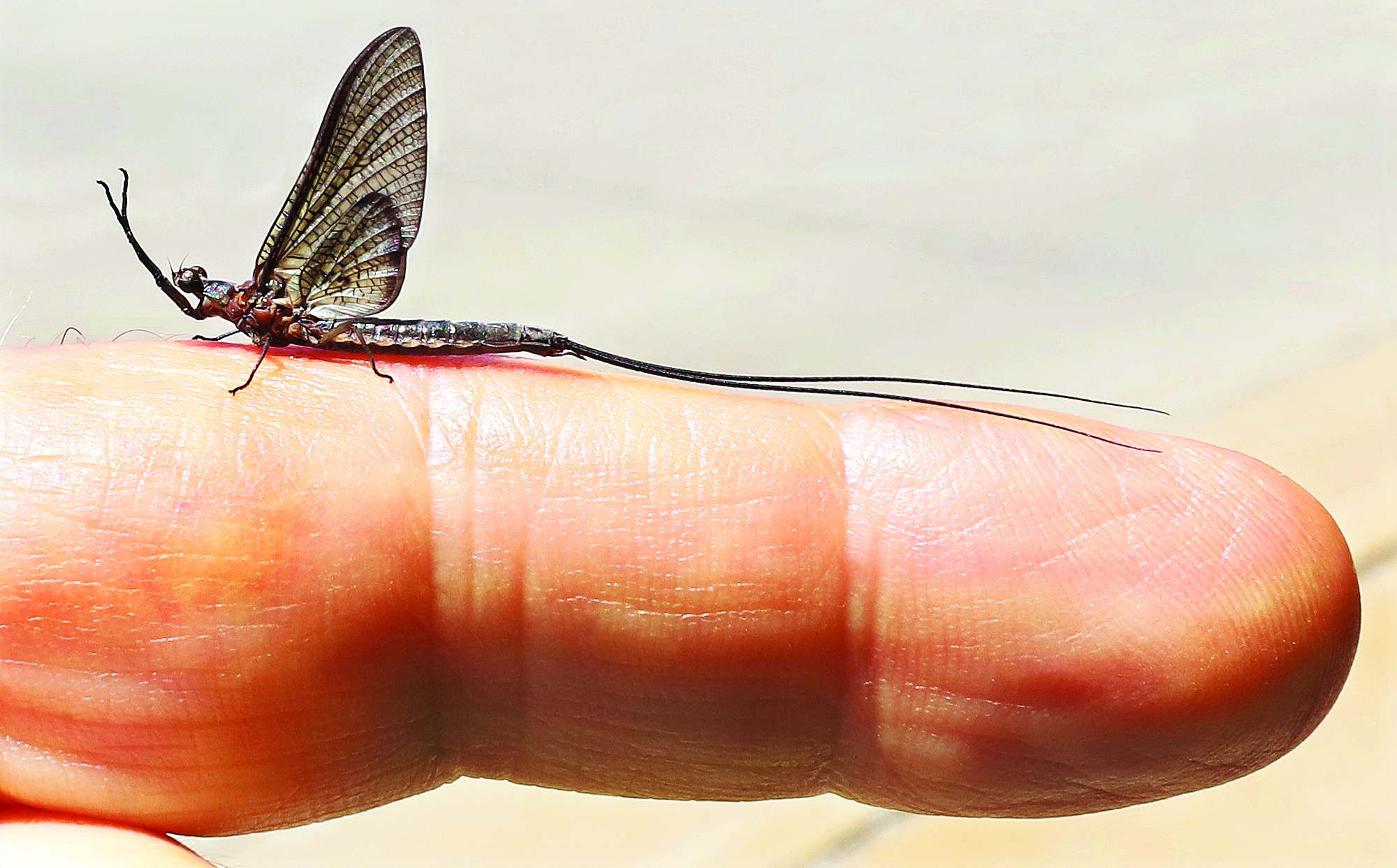 Are Willow Flies And Mayflies The Same Thing