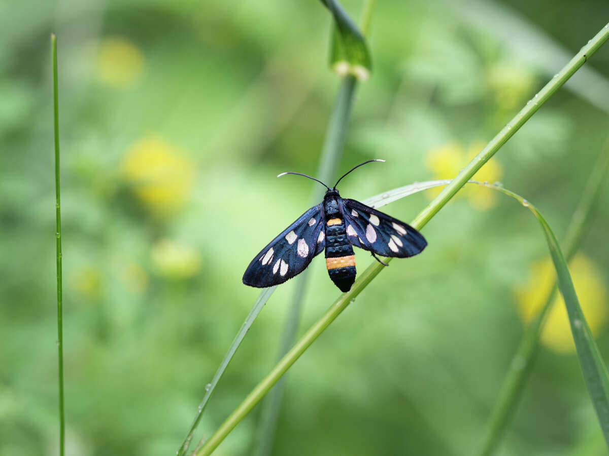National Moth Week: Texas State Parks celebrating with moth facts