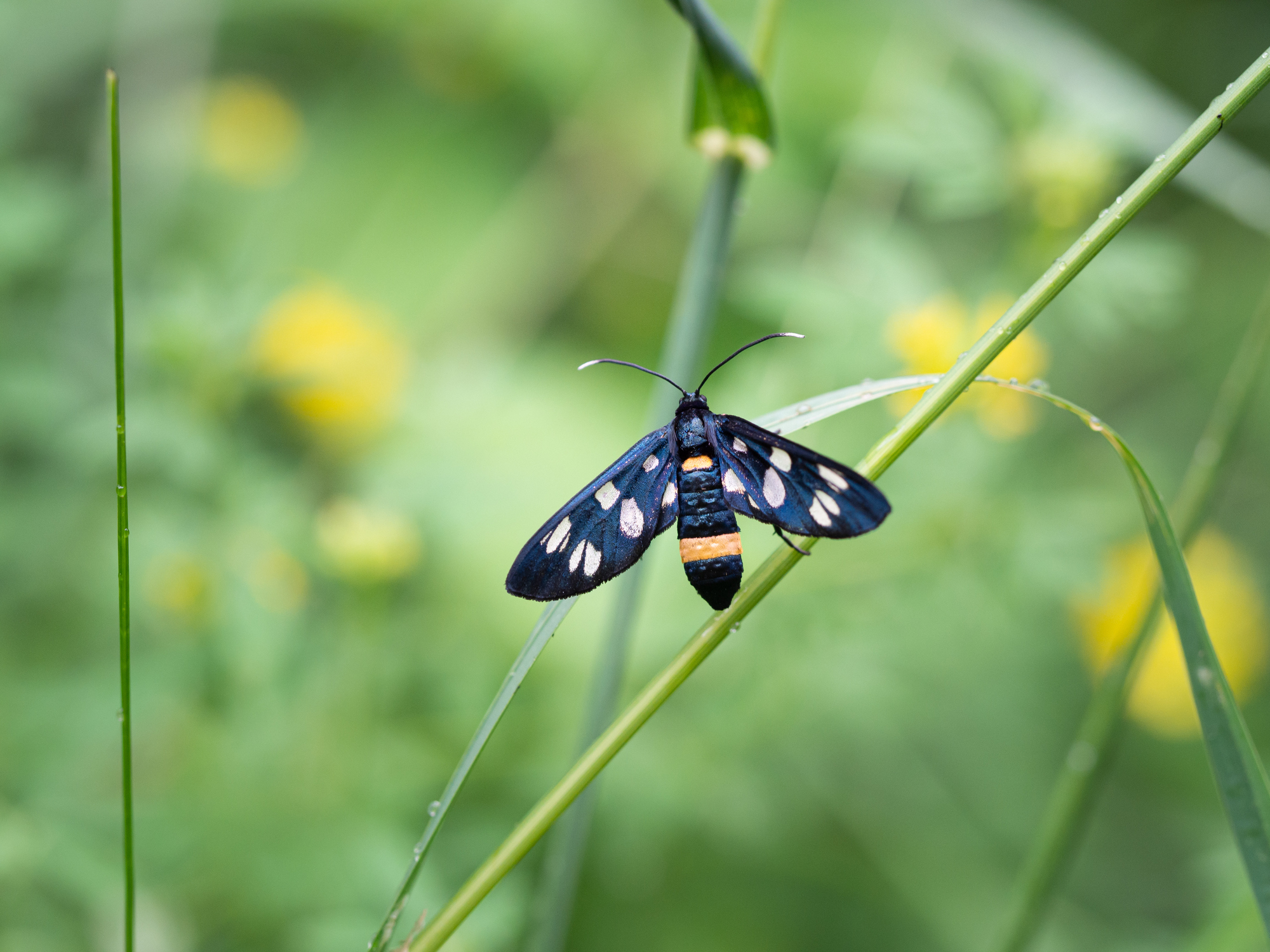 National Moth Week: Texas State Parks celebrating with moth facts
