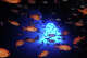 The rare underwater phenomenon found in Hawaii’s waters