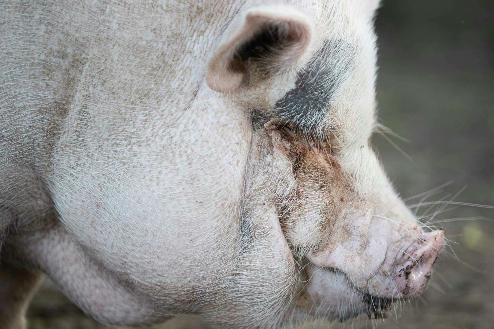 Tomball's Good Vibe Farm lets people interact with farm animal rescues