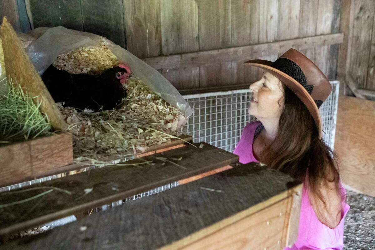 Tomball's Good Vibe Farm lets people interact with farm animal rescues