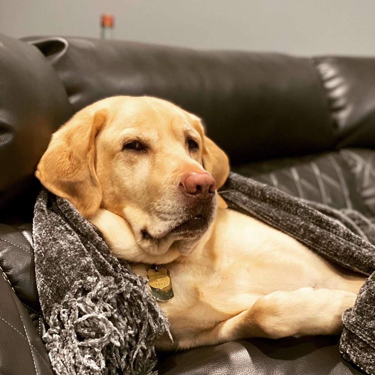 CT State Police announce death of retired K-9 Officer Shamus