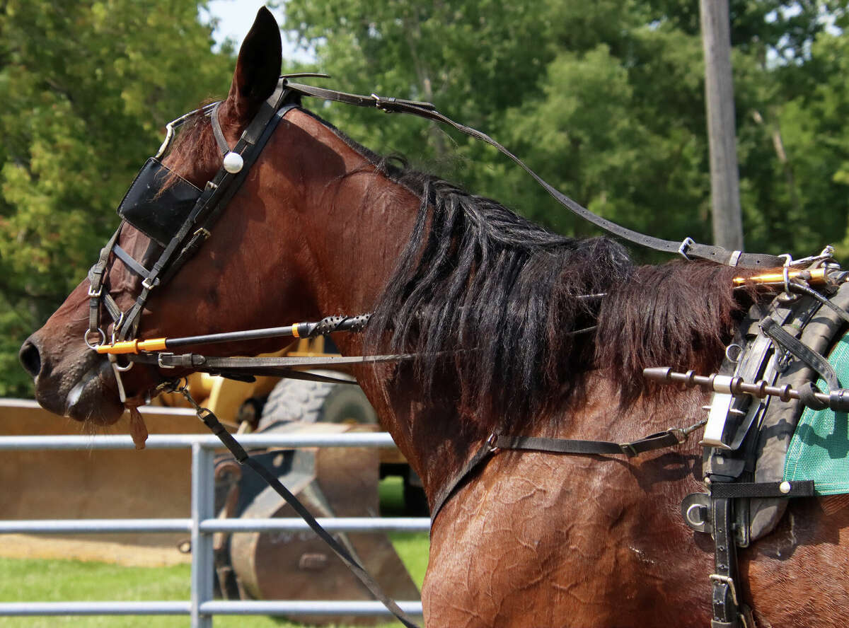 155th Huron Community Fair kicks into high gear on Day 2