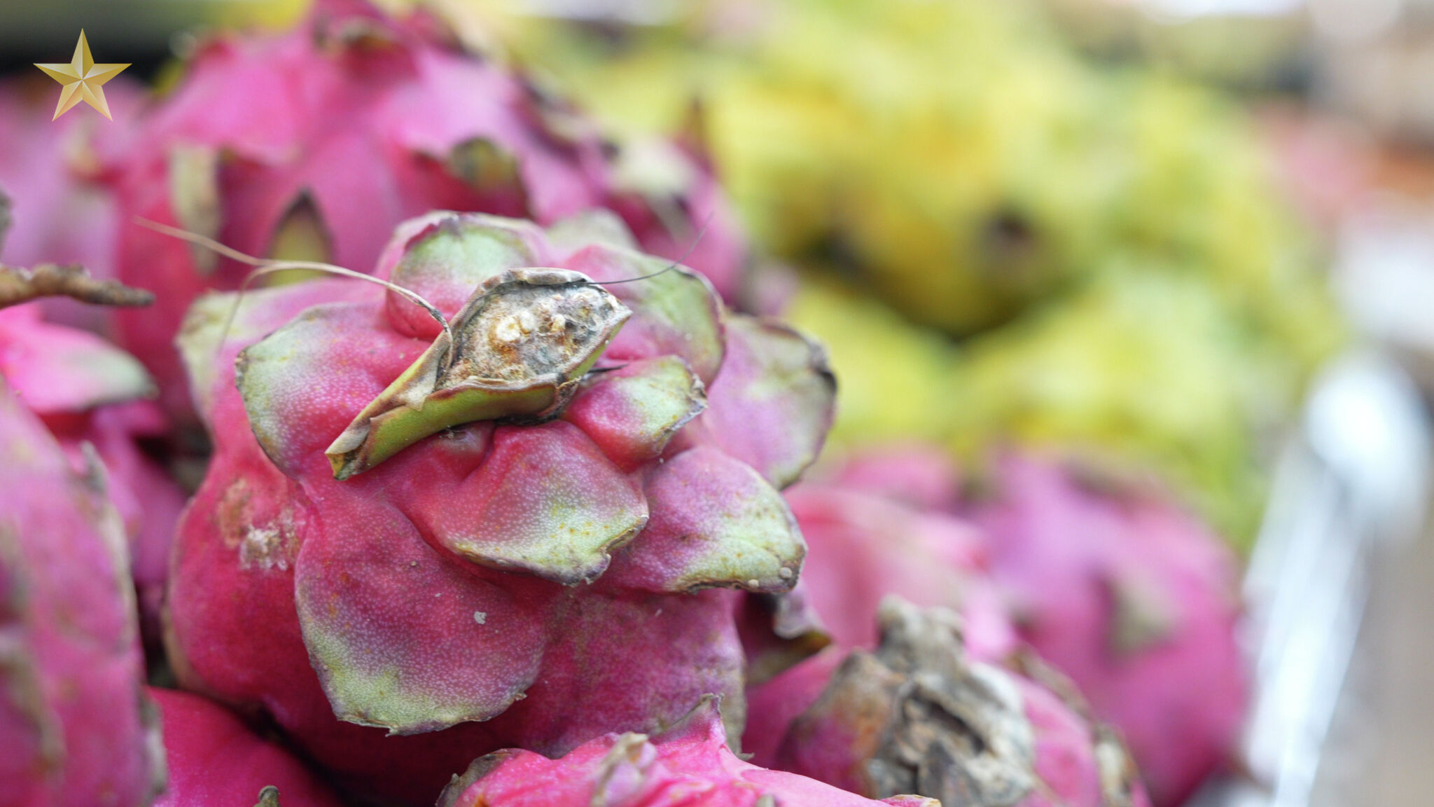 Houston exotic fruit shop Linda's Tropical Fruit offers global tastes