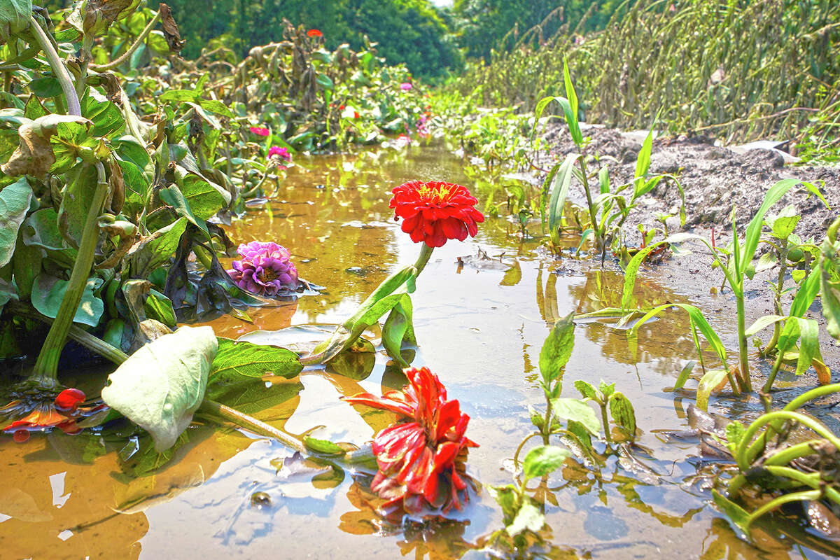 How gardeners can respond to flooding