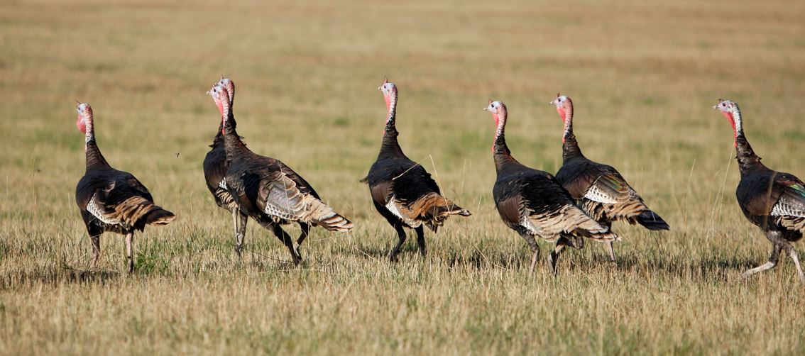 Seven face 63 charges of poaching in Madison, Calhoun