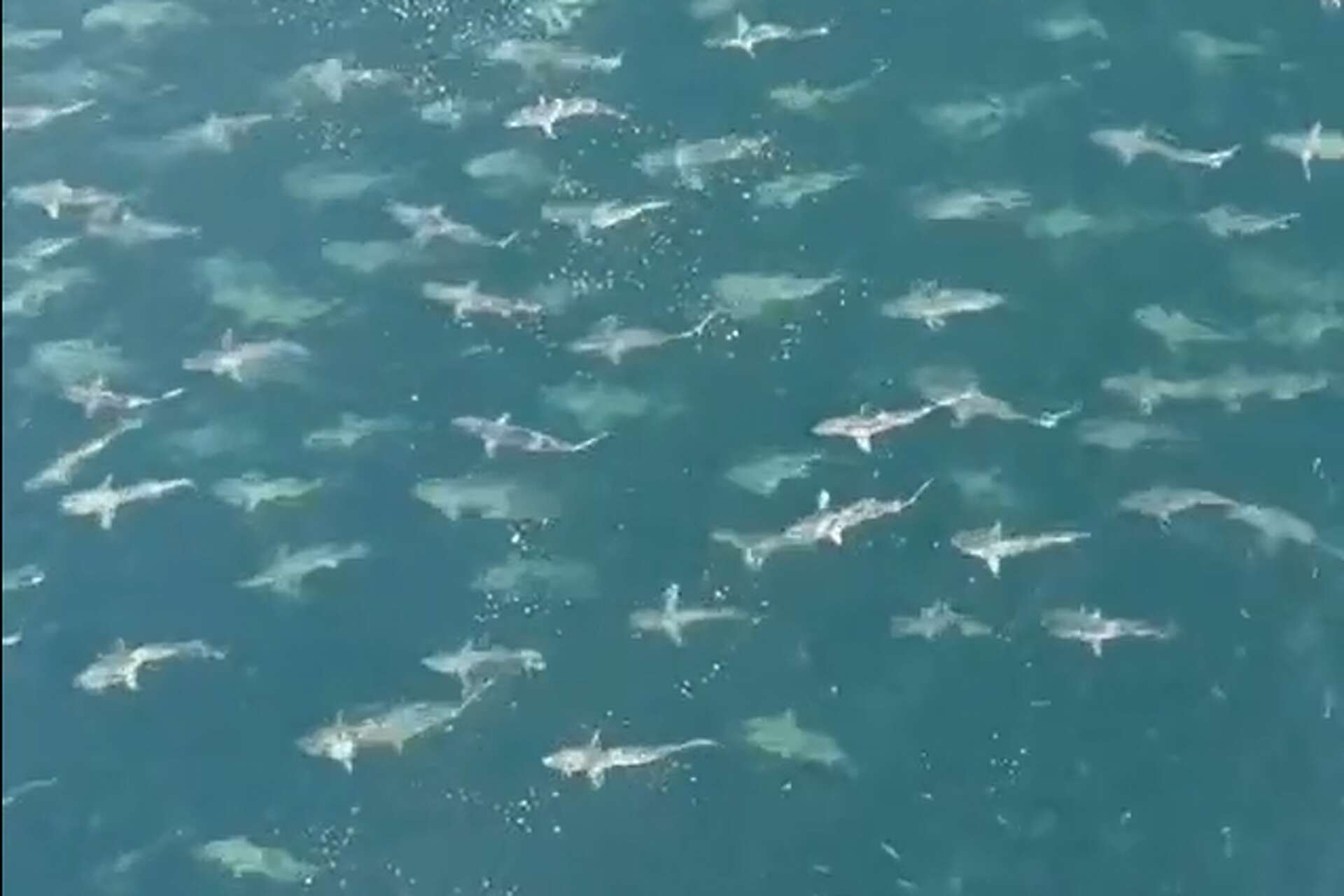 Huge school of sharks filmed swimming near the Gulf Coast