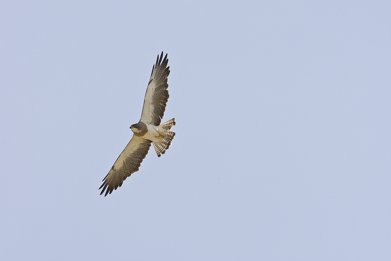Hawks are migrating through Texas. Here's where to see them