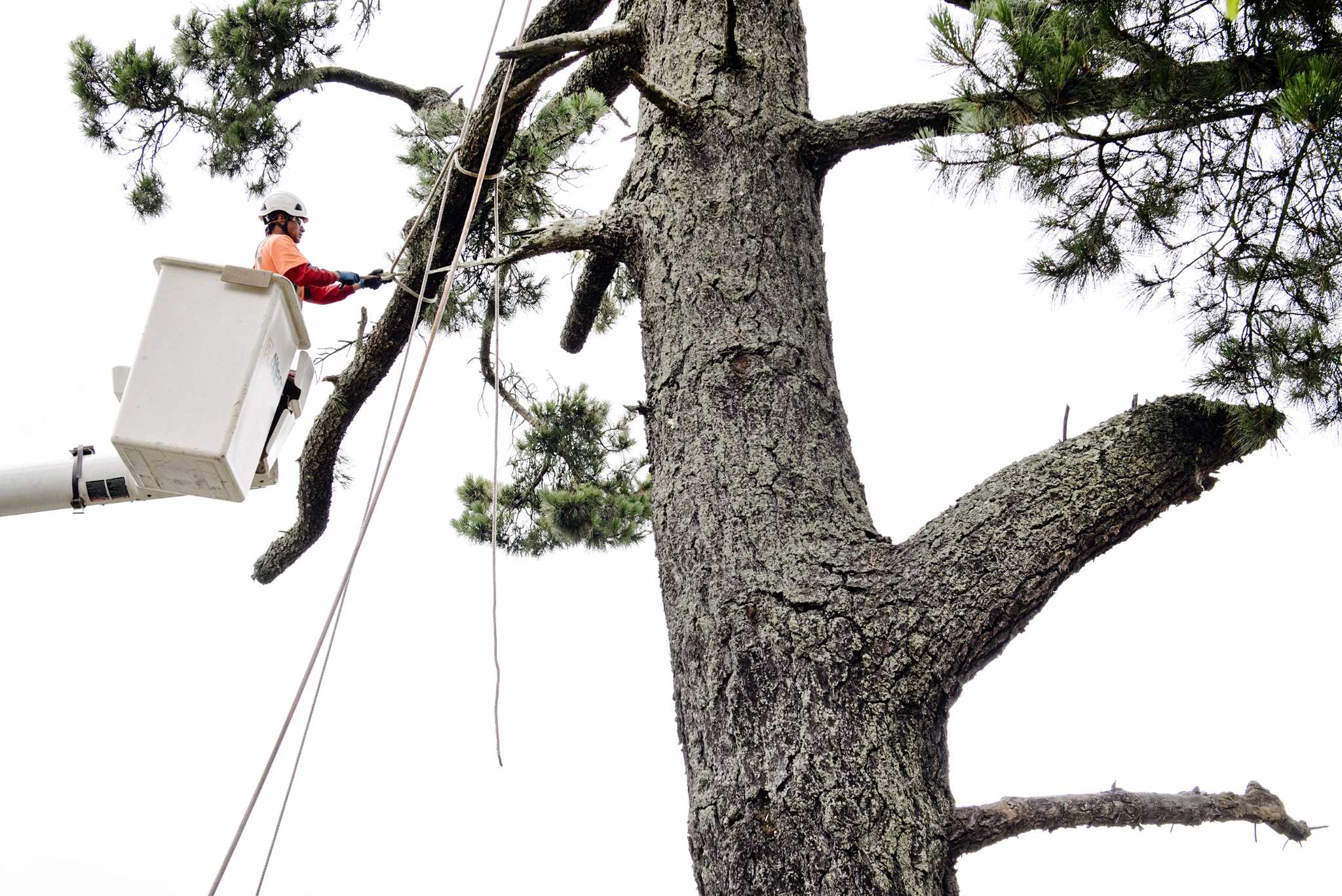 PG&E eliminates tree-trimming approach to wildfire management