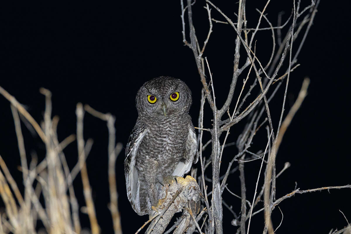 A nighttime stakeout for the western screech-owls of Big Bend National