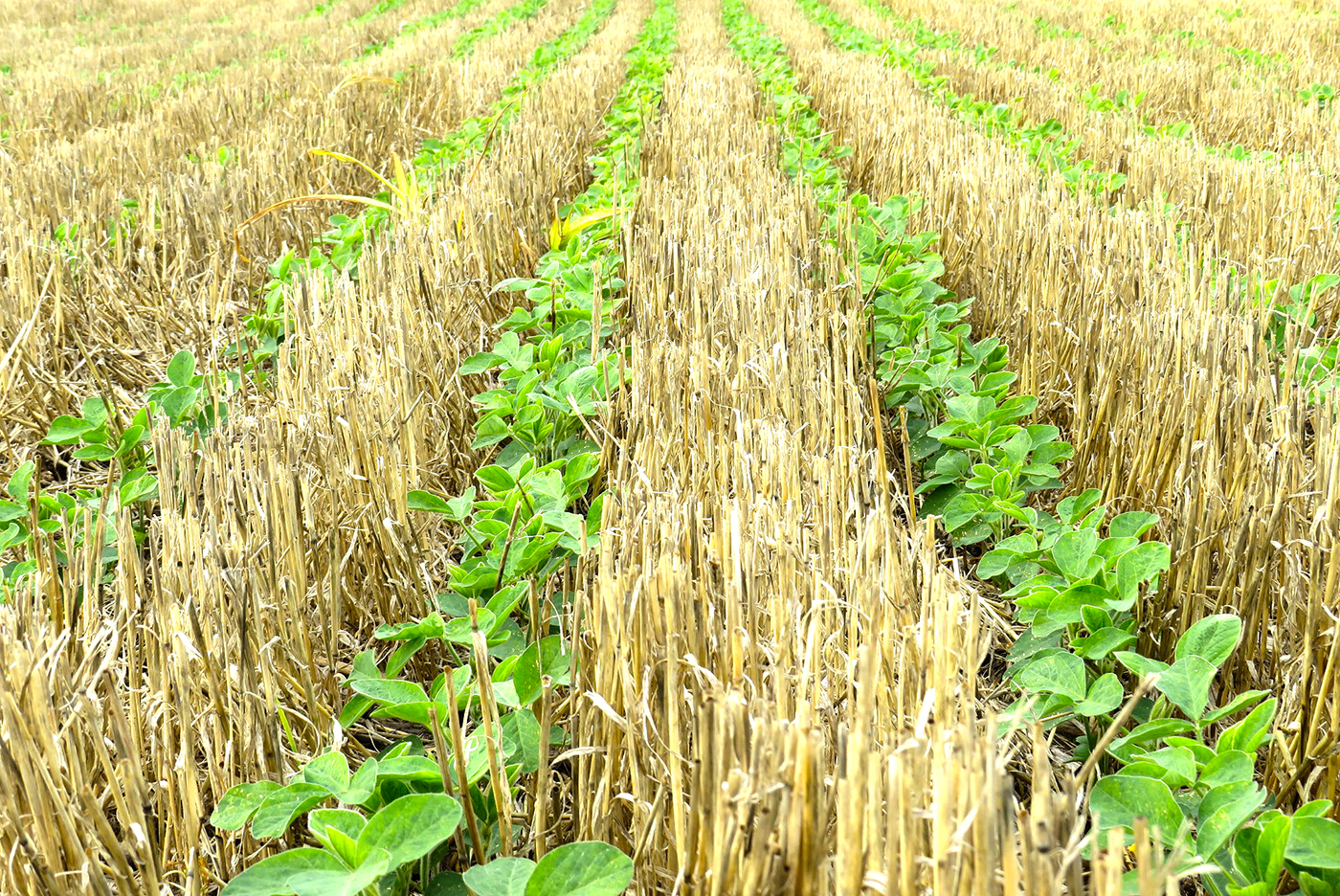 Rows Of Soybeans