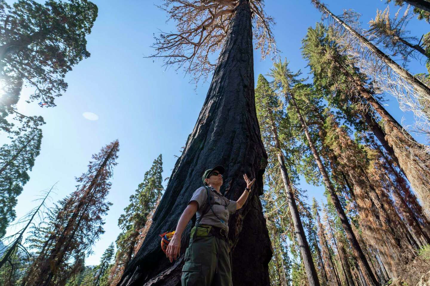 Should California’s iconic sequoia groves be saved from fire?