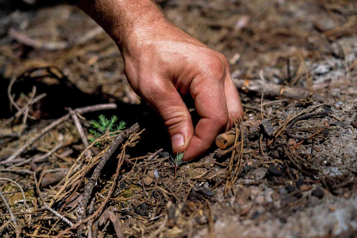 Should California’s iconic sequoia groves be saved from fire?