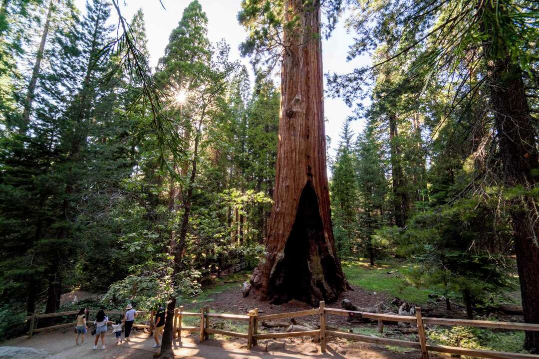 Should California’s iconic sequoia groves be saved from fire?