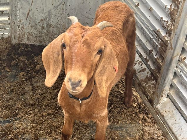 Missing Texas rodeo goat Willy found safe after two weeks
